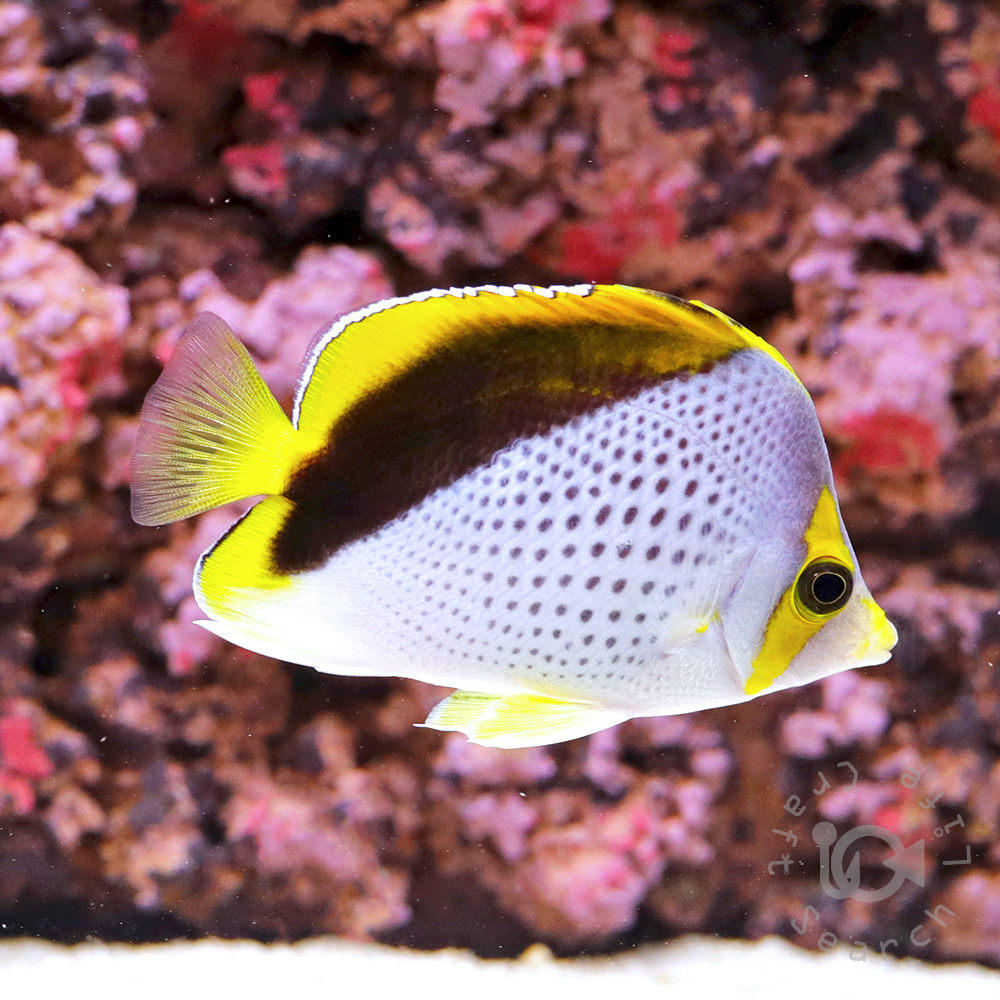 マルケサスバタフライフィッシュ | 小型海水水槽・人工ライブロック通販｜サーチライフクラフト