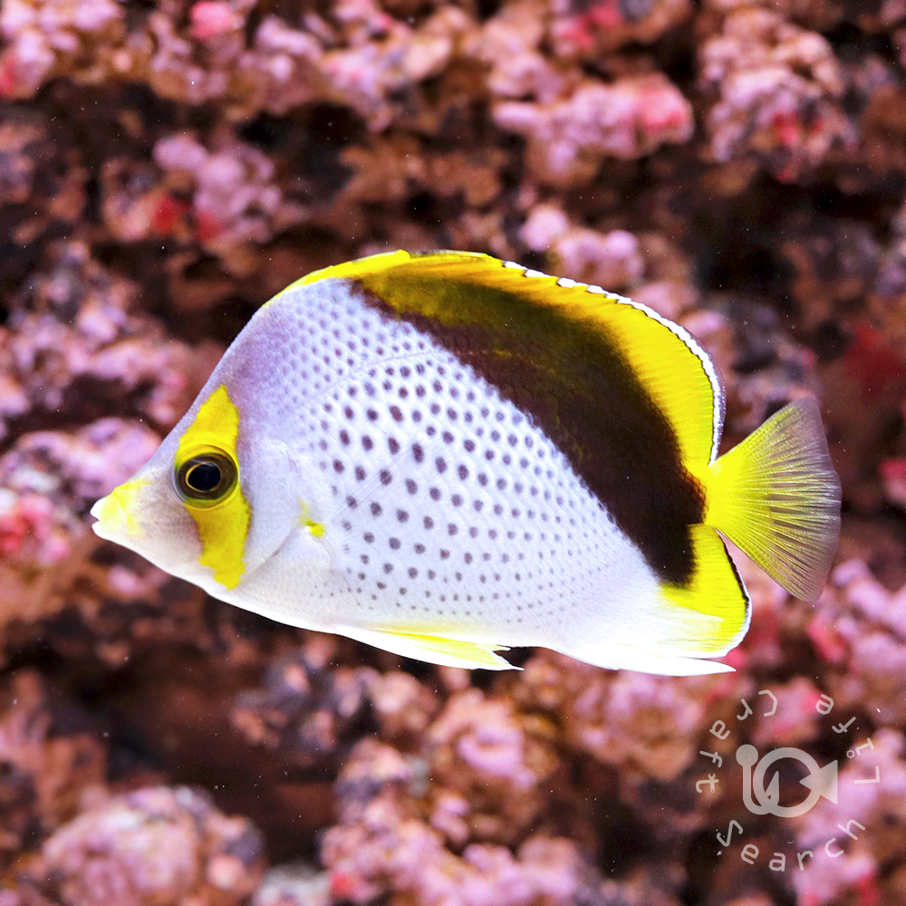 マルケサスバタフライフィッシュ | 小型海水水槽・人工ライブロック通販｜サーチライフクラフト
