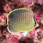 スポッテッドバタフライフィッシュ | 小型海水水槽・人工ライブロック通販｜サーチライフクラフト