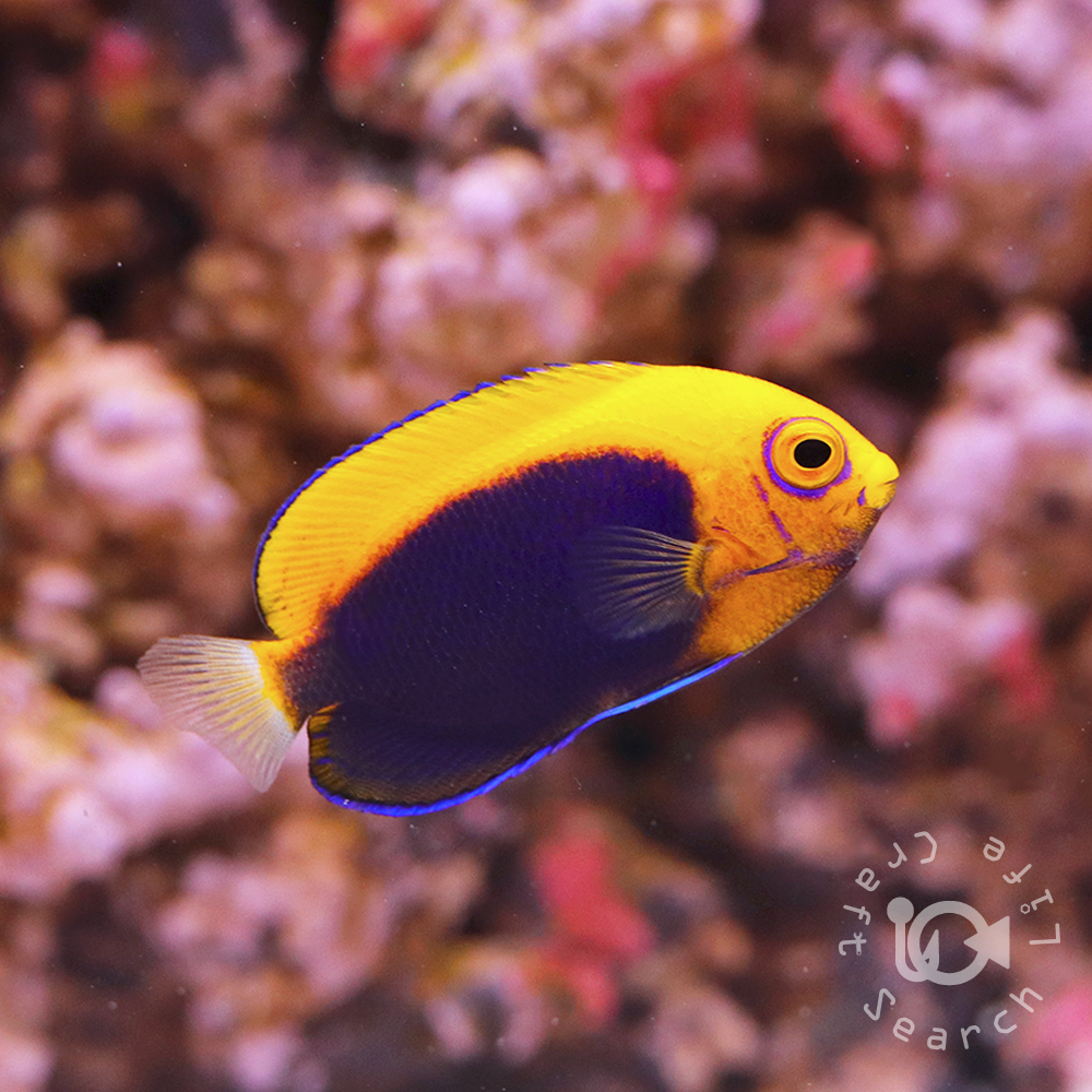 アフリカンピグミーエンゼル - 海水魚･小型水槽･人工ライブロック通販｜サーチライフクラフト