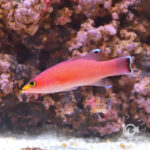 ケーブバスレット - 海水魚・小型水槽・人工ライブロック通販｜サーチライフクラフト